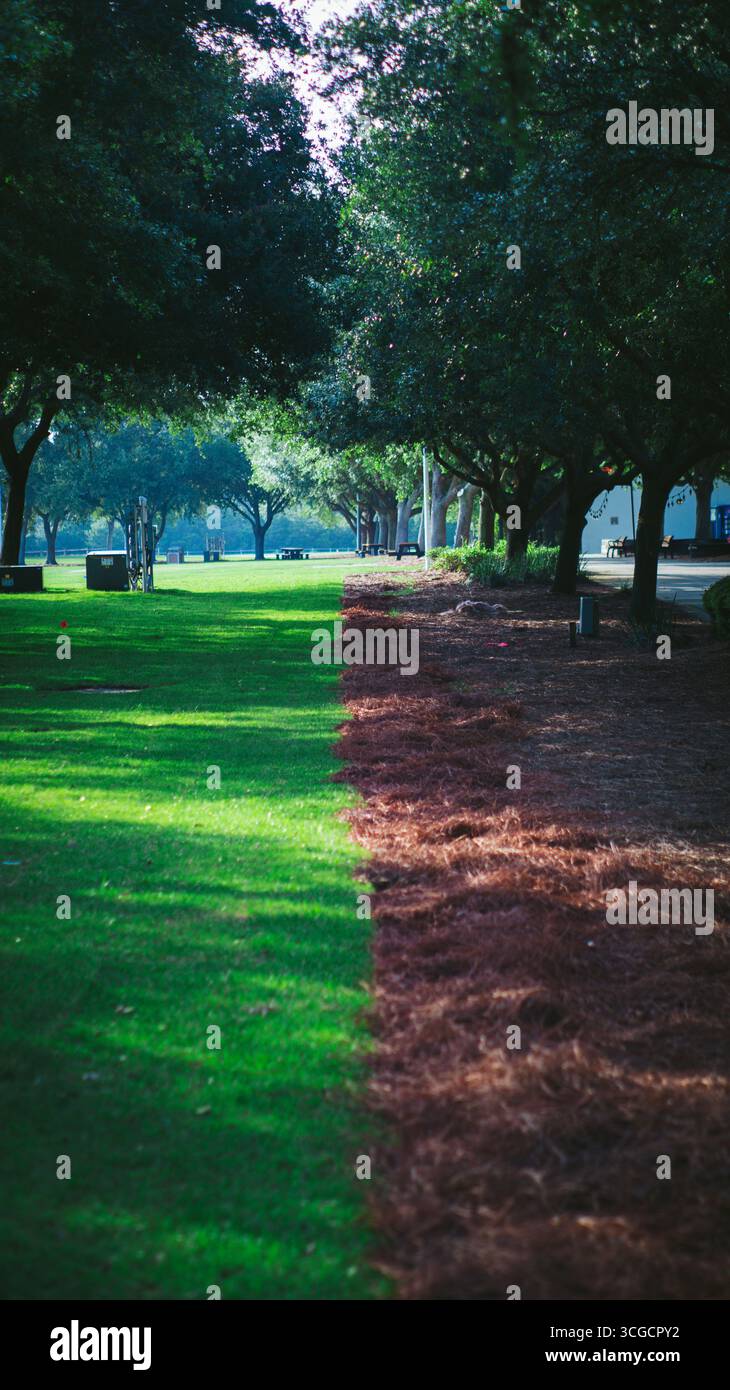 Park landscape with row of trees casting long shadows on the grass ...