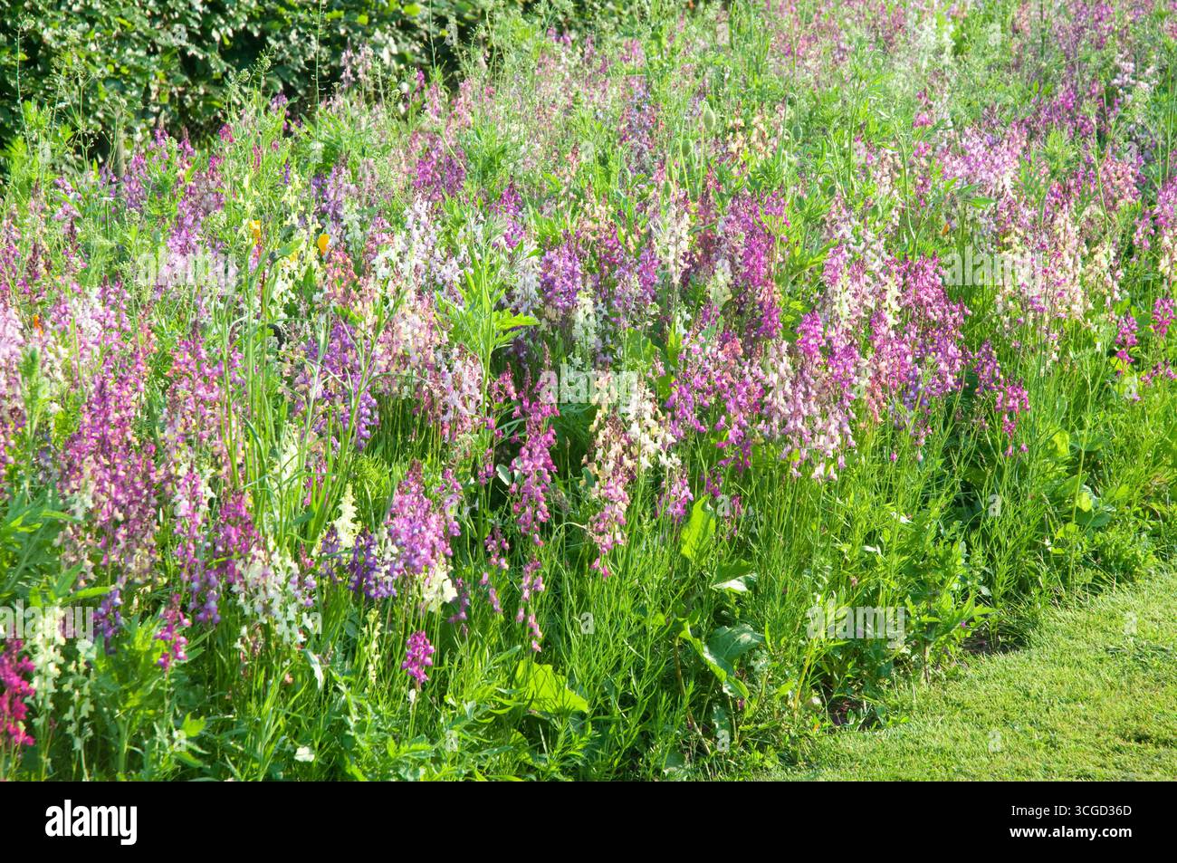 A vibrant field filled with blooming wildflowers displays an array of ...