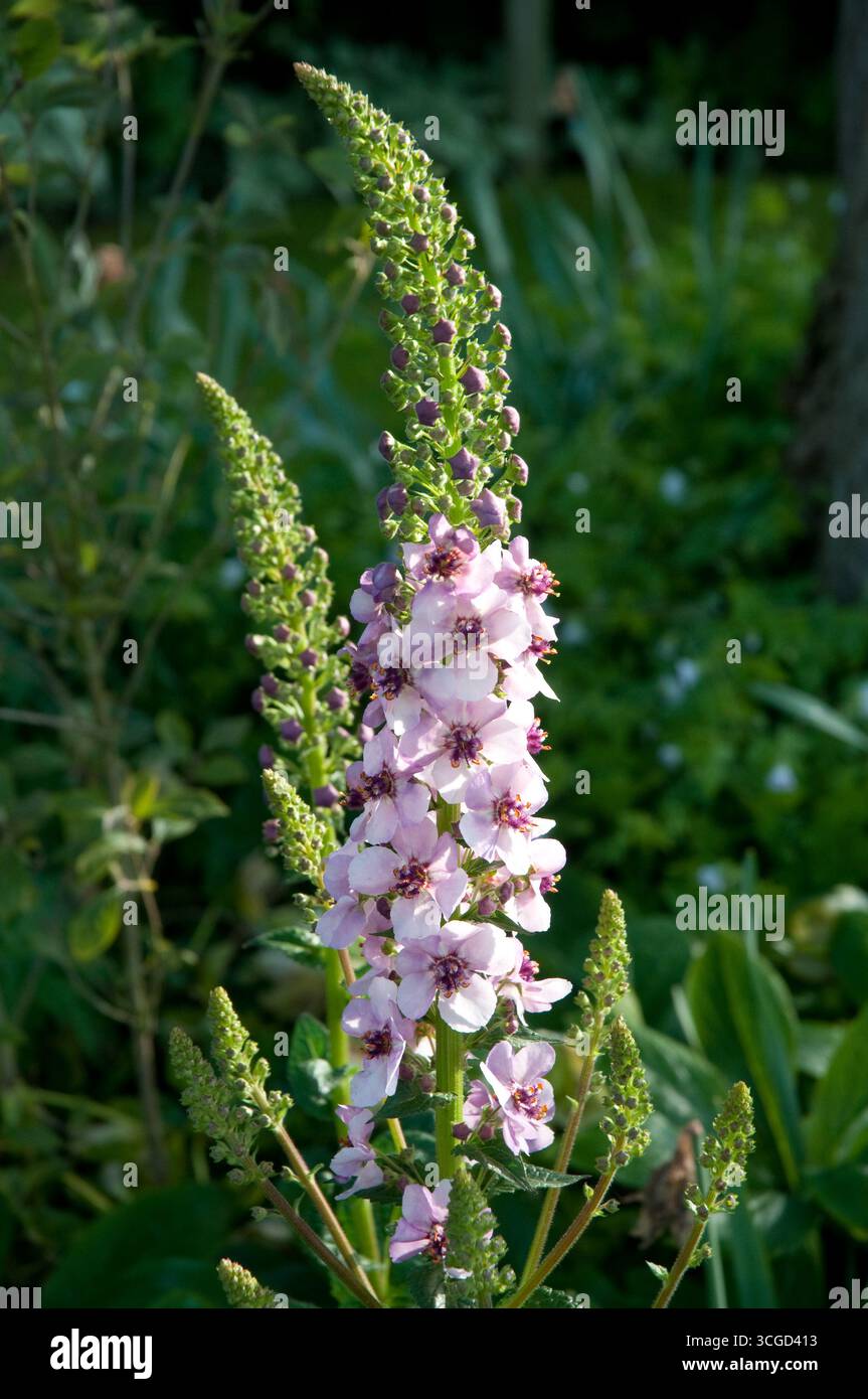 Flowering cluster showcases hi-res stock photography and images - Alamy