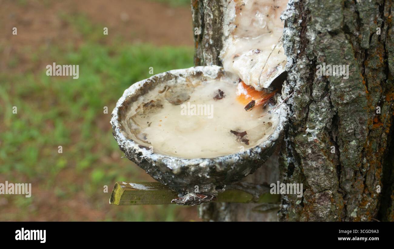 Close-up of milky white sap or resin dripping into a rustic collection ...