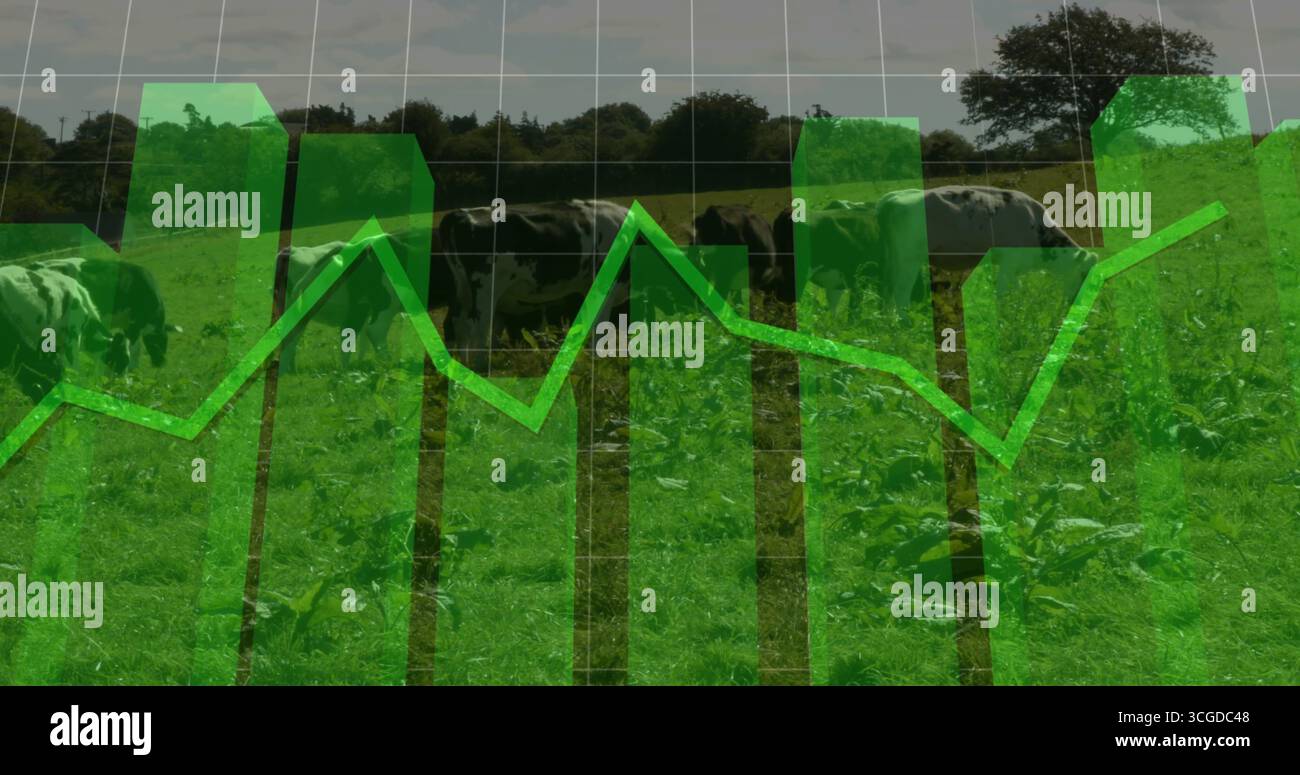 Showing herd of dairy cows grazing in lush pasture, with bar, line ...