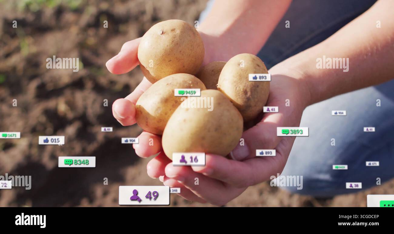 Gardener wearing blue denim jeans cupping four potatoes in farm field ...