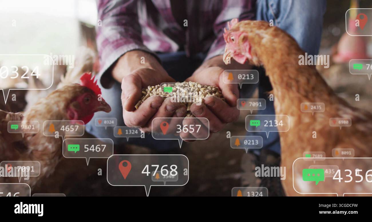 Crouching caretaker wearing plaid shirt offering feed in coop, with ...