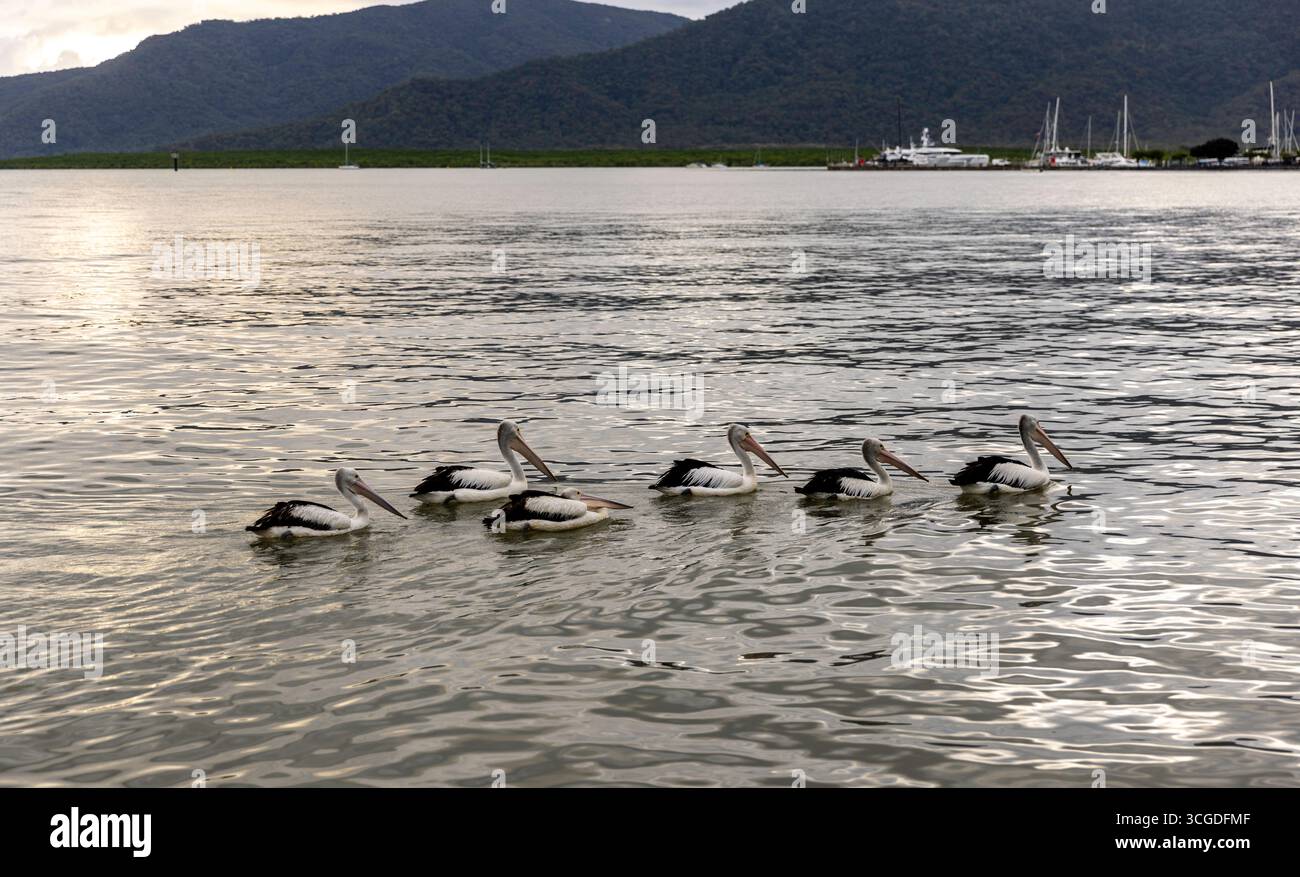 six pelicans birds swimming right fishing feeding tropical animals ...