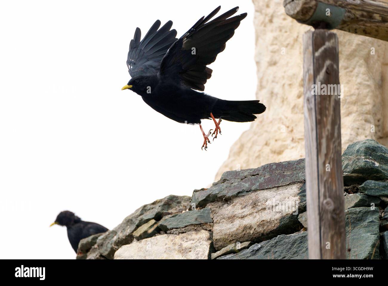 Alpine chough flying close to the Grossglockner Hochalpenstrasse, also ...