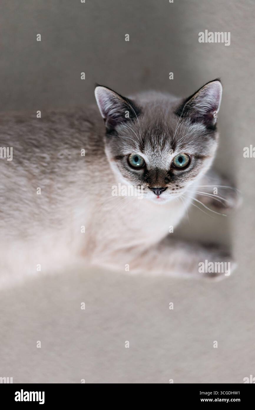 Cat looking from fluffy hi-res stock photography and images - Alamy