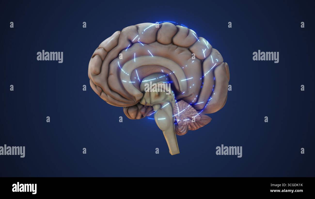 Half Human Brain Emitting Synaptic Signal Waves Stock Photo - Alamy