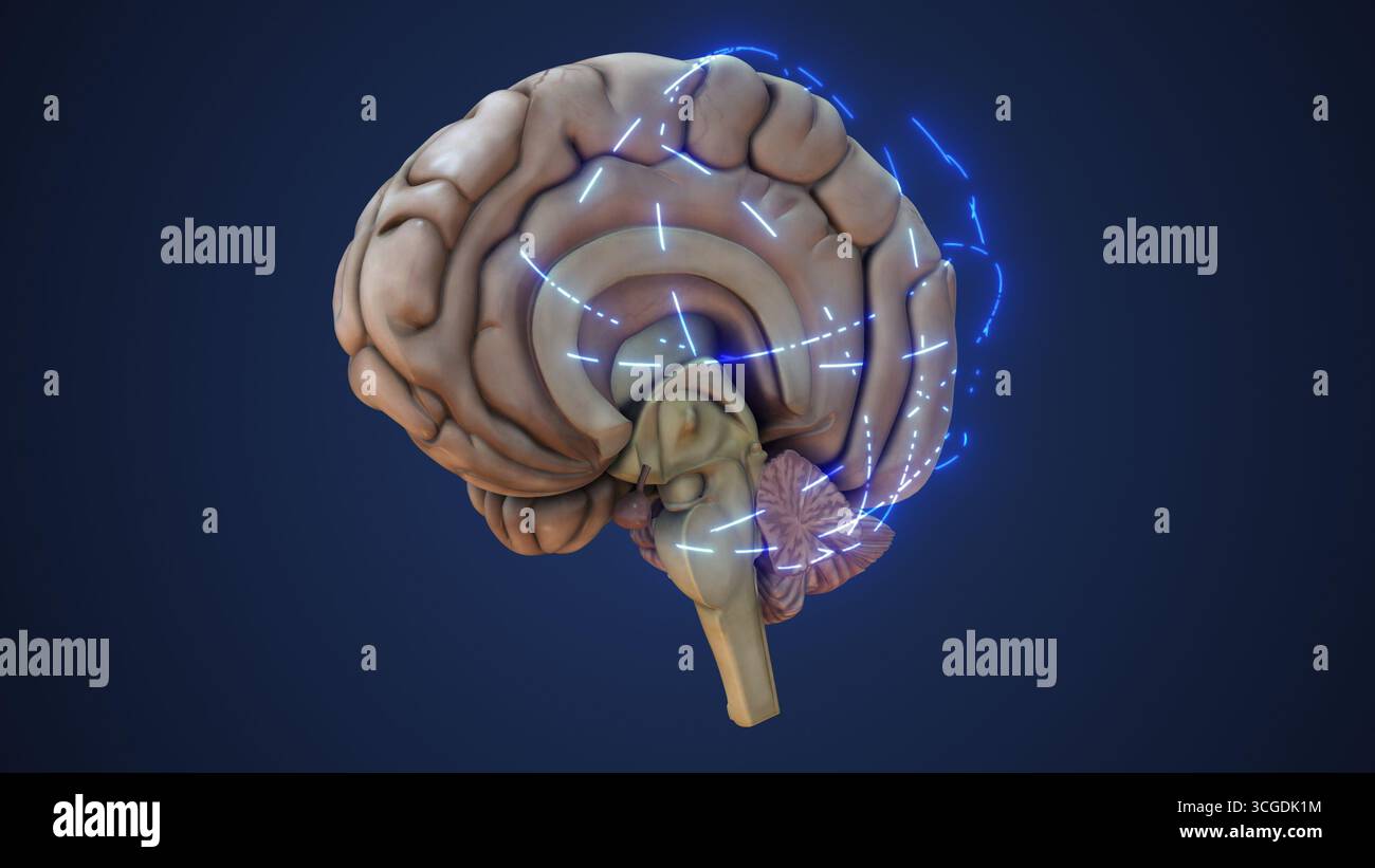Half Human Brain Emitting Synaptic Signal Waves Stock Photo - Alamy