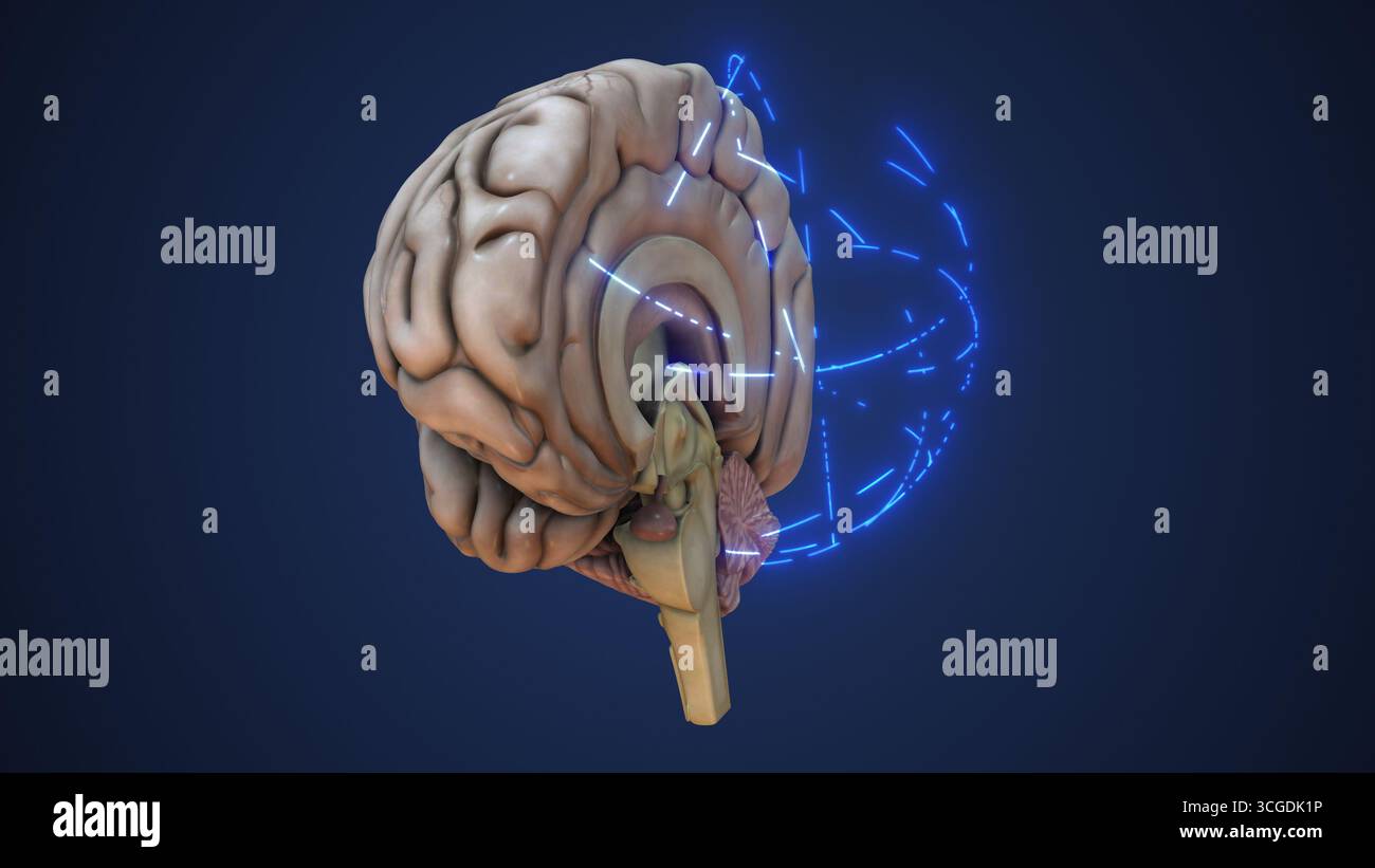 Half Human Brain Emitting Synaptic Signal Waves Stock Photo - Alamy