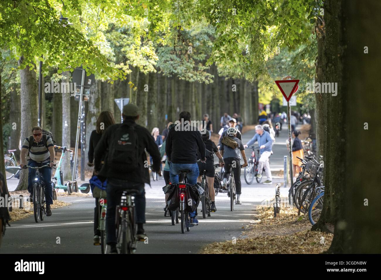 Cycle traffic in Muenster, Promenade cycle path, tree-lined, car-free ...