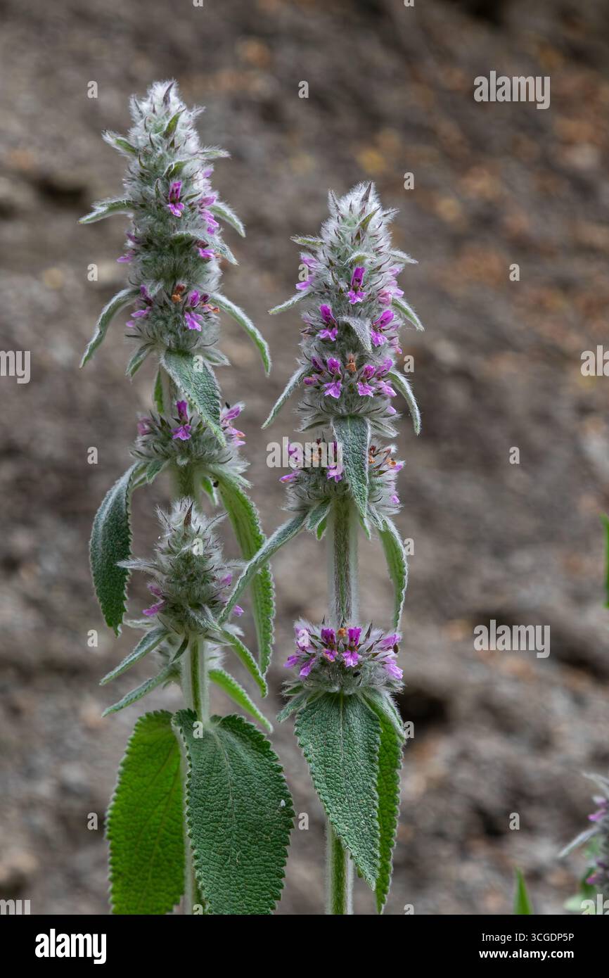 Clusters of stachys sylvatica known as hedge woundwort or wood betony ...