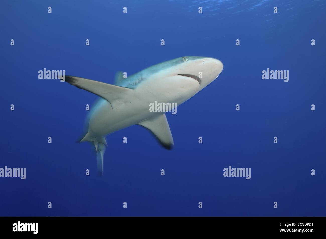 Underwater photo of Large specimen of Grey reef shark swimming through ...