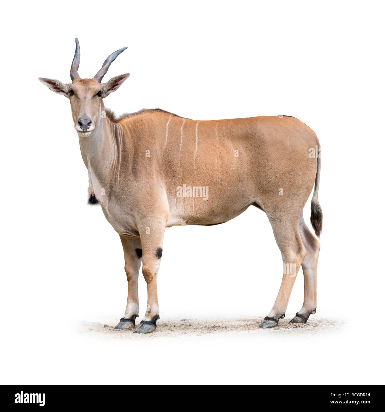A Common Eland Antelope captured in a side profile, showing its strong ...