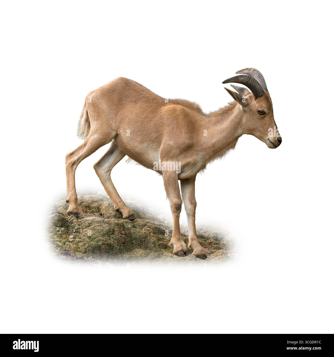 A Barbary Sheep balancing gracefully on rocky ground, showing its ...
