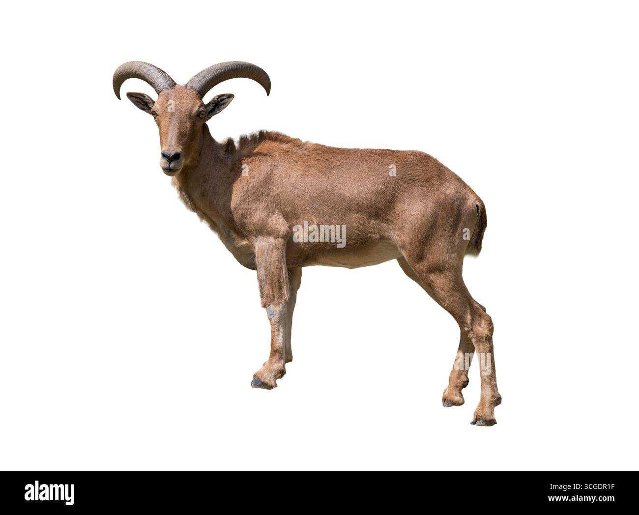 A majestic Barbary Sheep captured in full body profile, highlighting ...