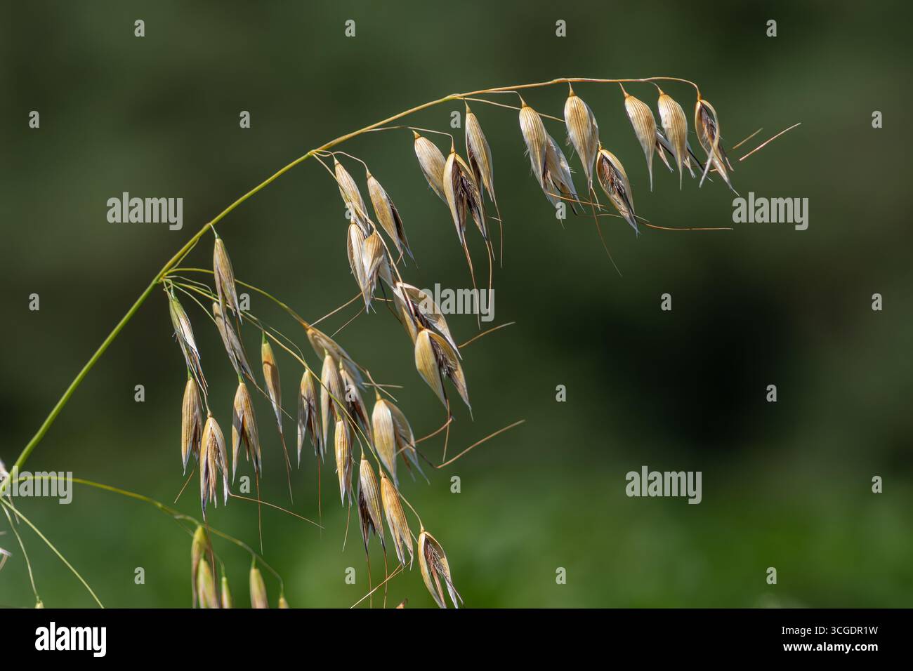 Showcasing slender green stalks hi-res stock photography and images - Alamy