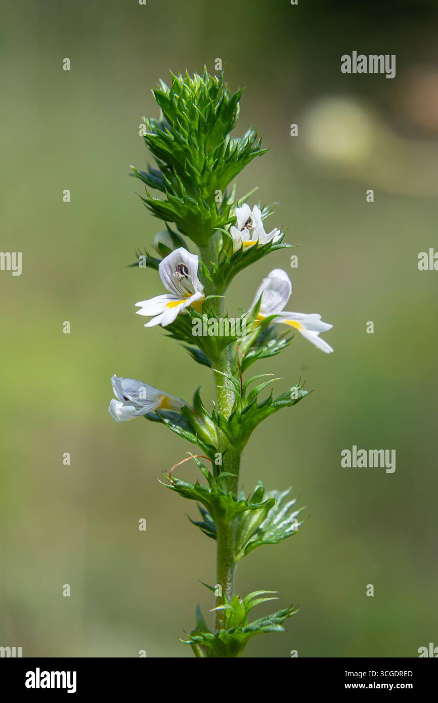 Euphrasia officinalis commonly known as eyebright displays its slender ...