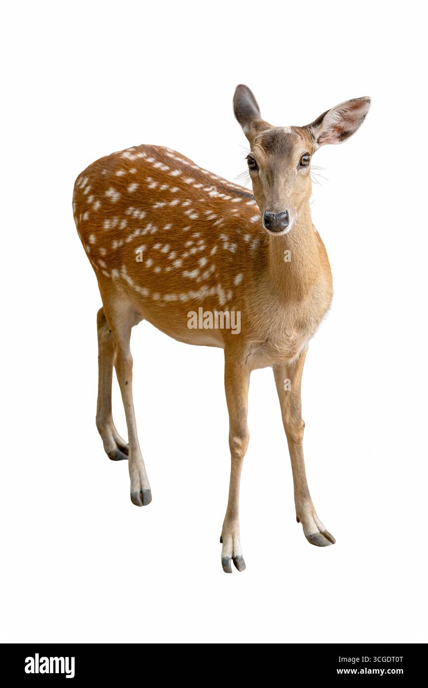 Gentle posture Cut Out Stock Images & Pictures - Alamy