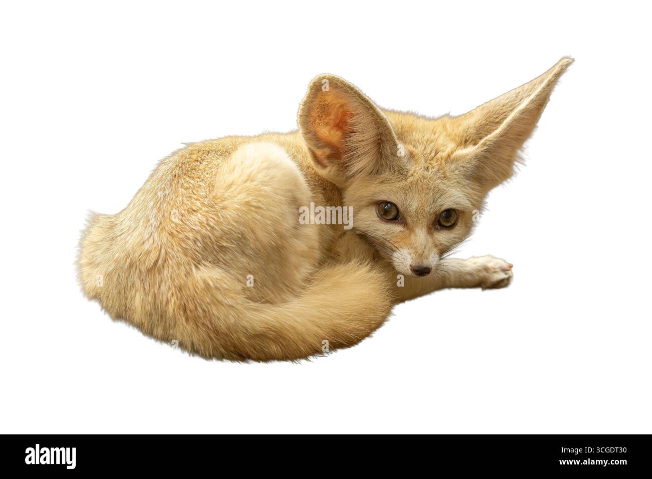 Cute fox curled tail Cut Out Stock Images & Pictures - Alamy