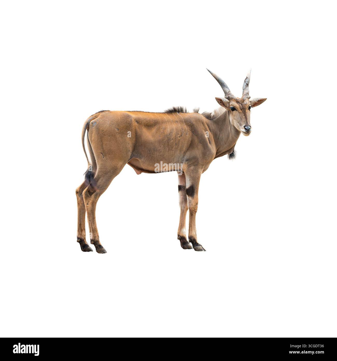 Large savannah and plains antelope Cut Out Stock Images & Pictures - Alamy