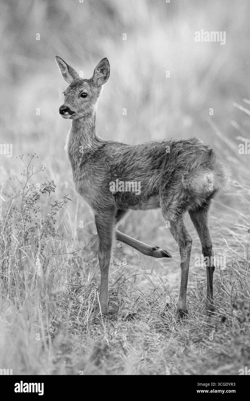 Deer in countryside Black and White Stock Photos & Images - Alamy