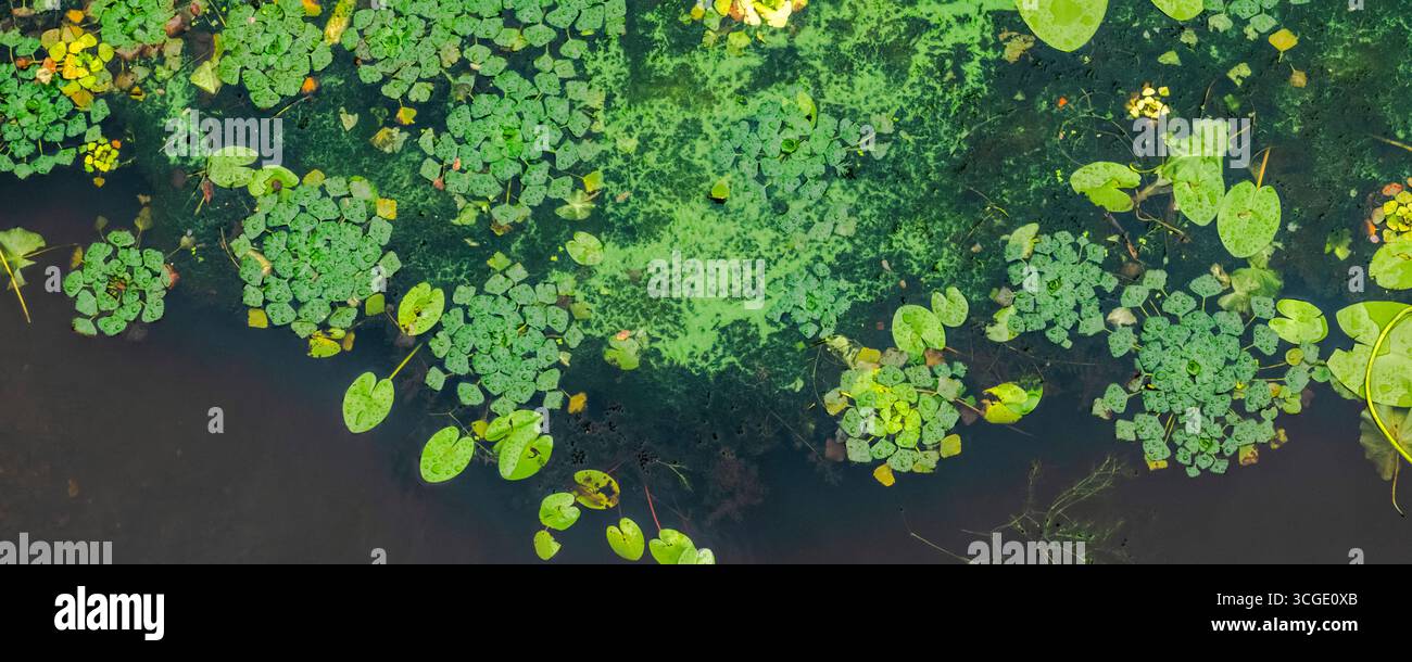 Capturing a top view of swamp water, densely covered with vibrant green ...
