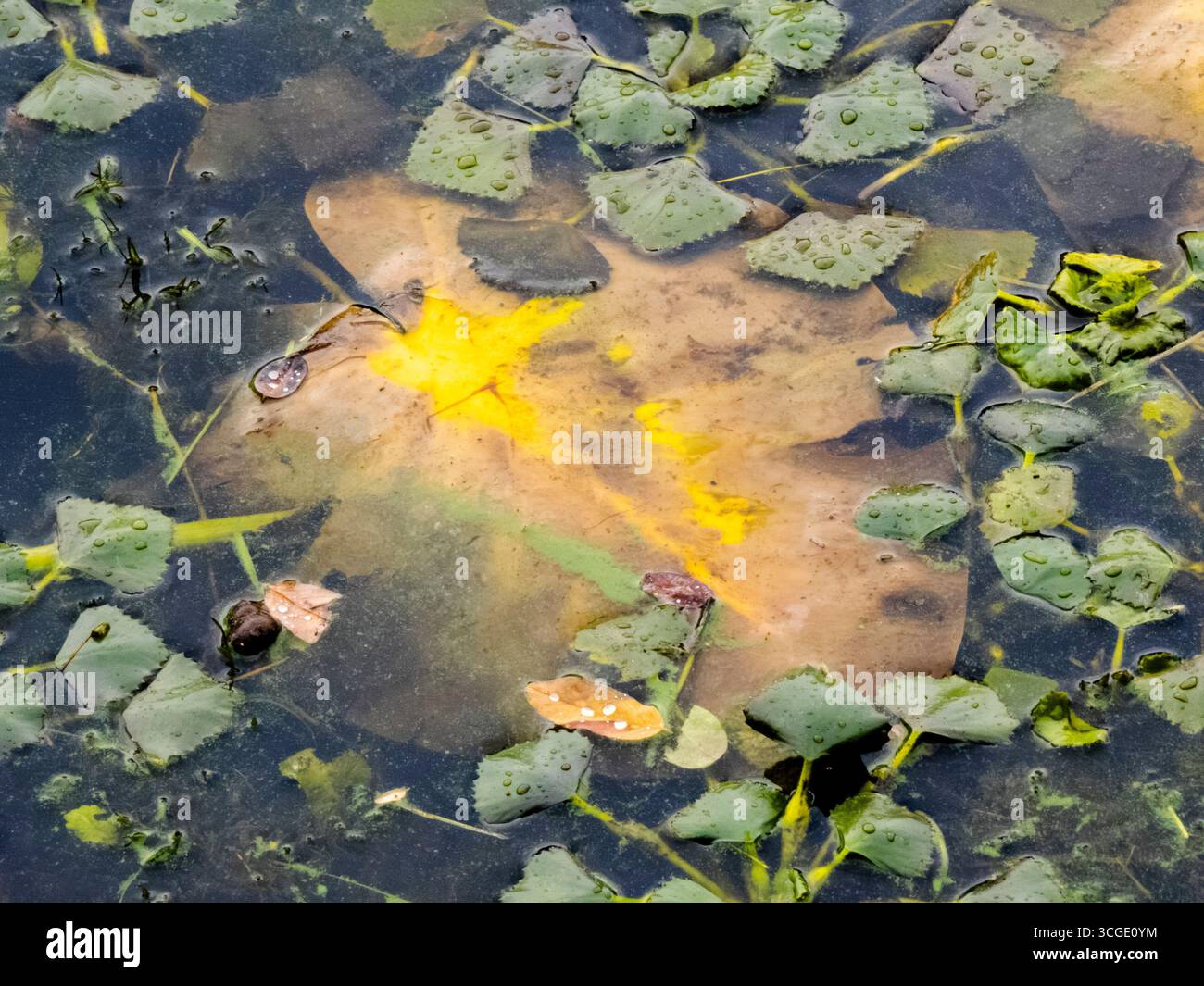 Large yellow leaf floating on the surface of a pond, surrounded by ...