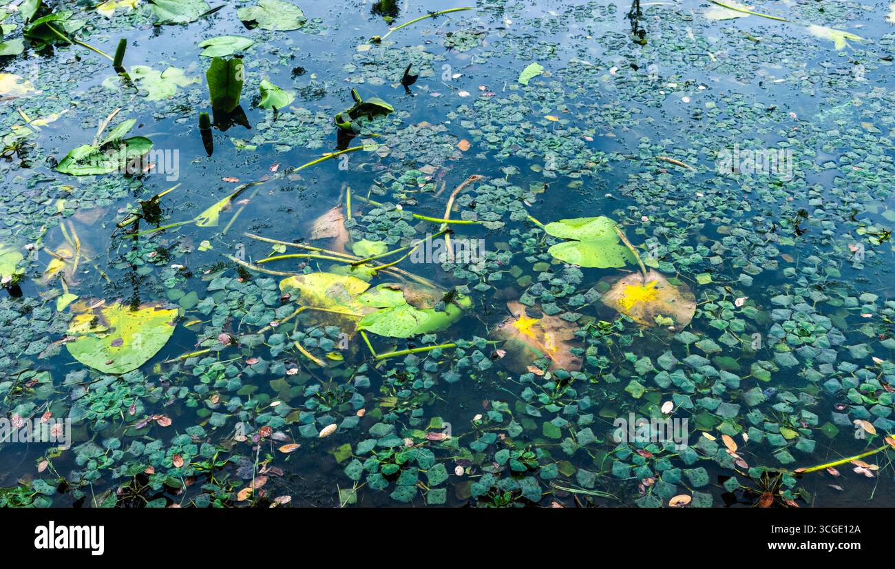 Lake swamp aquatic vegetation plants hi-res stock photography and ...