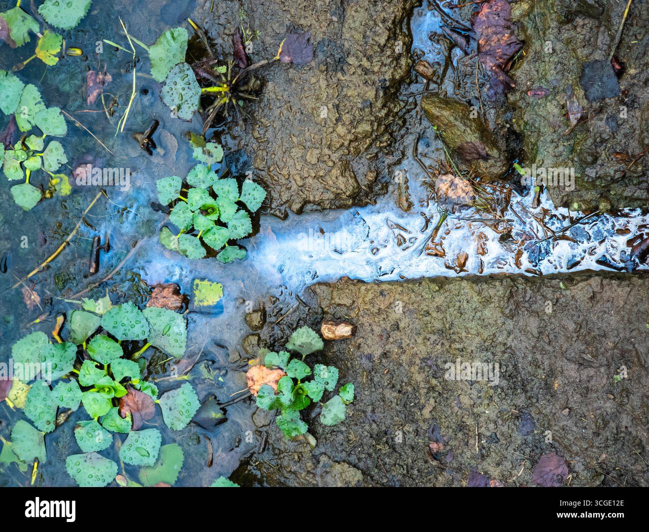 White industrial waste polluting a stream with aquatic plants and ...