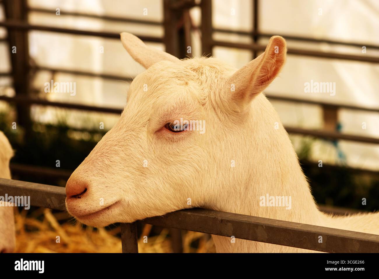 close up of the head of a British Saanen goat with metal farm gates and ...