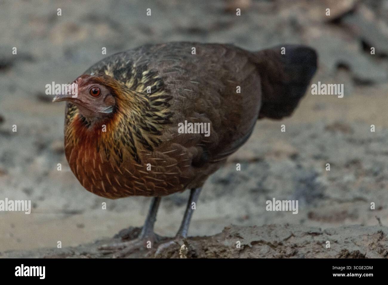 Indian red spurfowl hi-res stock photography and images - Alamy