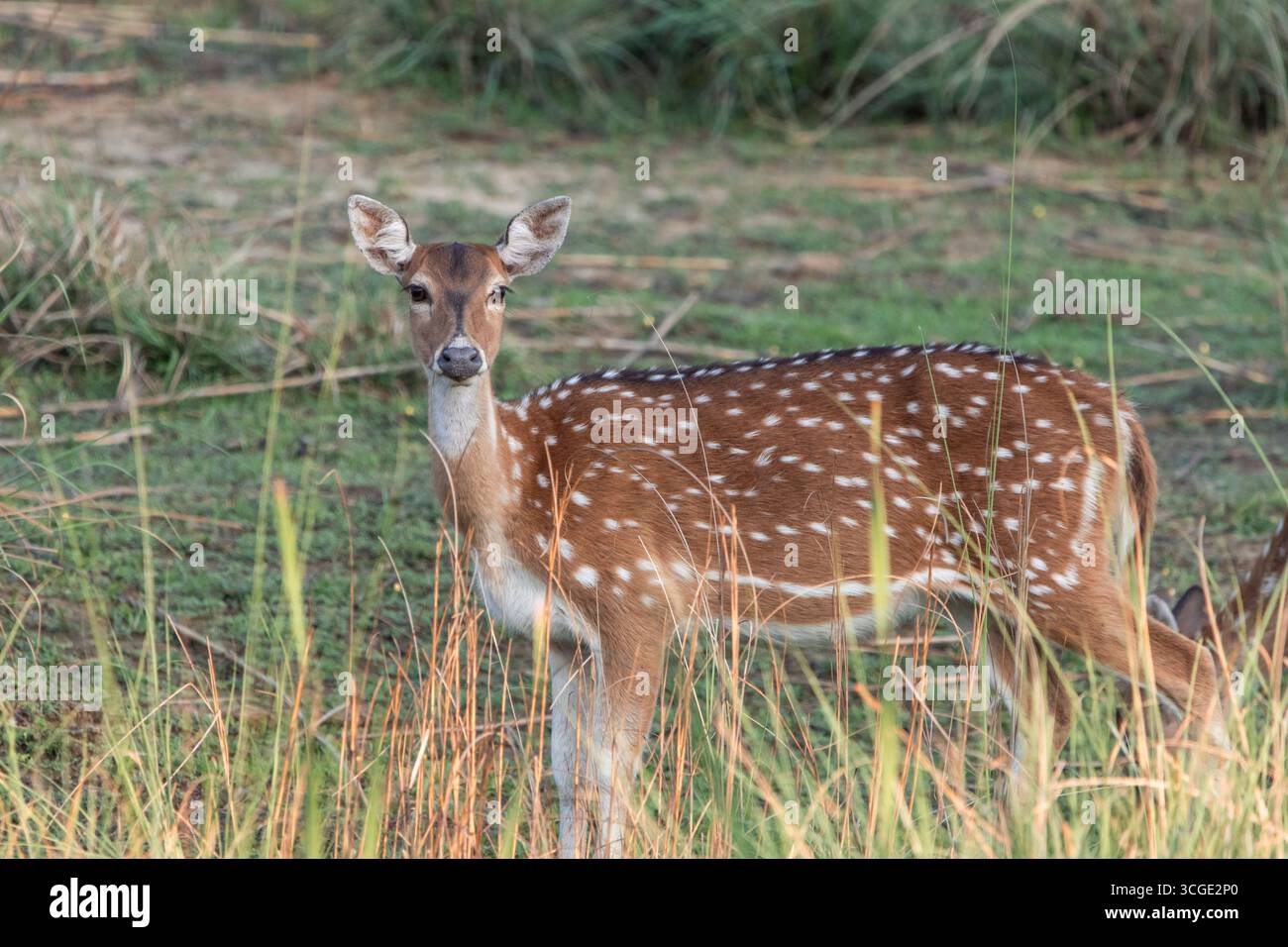 Wild chital, also known as axis deer or spotted deer, standing ...