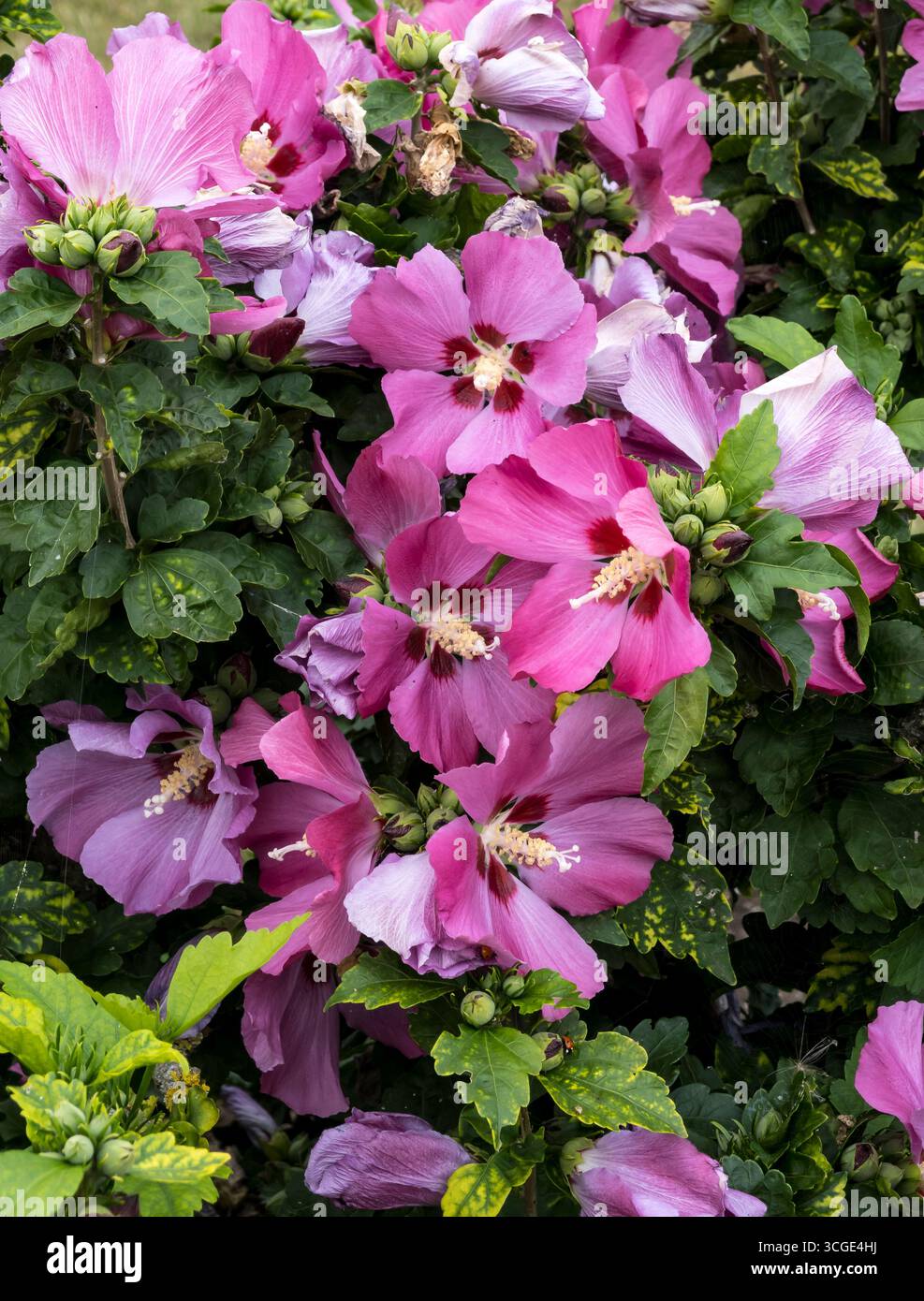 Pink Rose of Sharon flowers on bush Stock Photo - Alamy