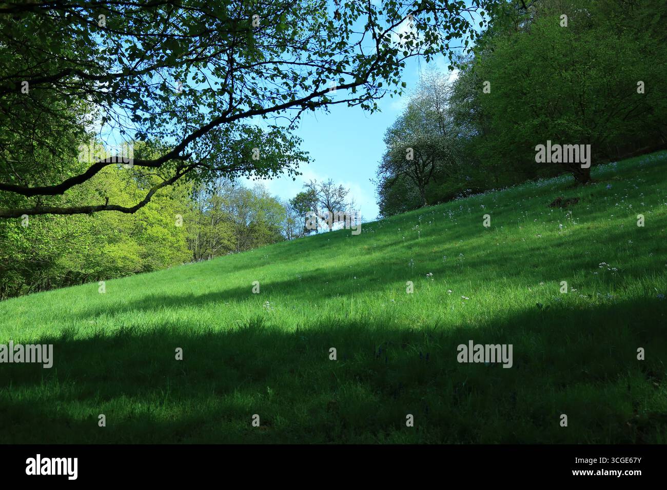 Upland sloping forest meadow beneath verdant leafy canopy Stock Photo ...
