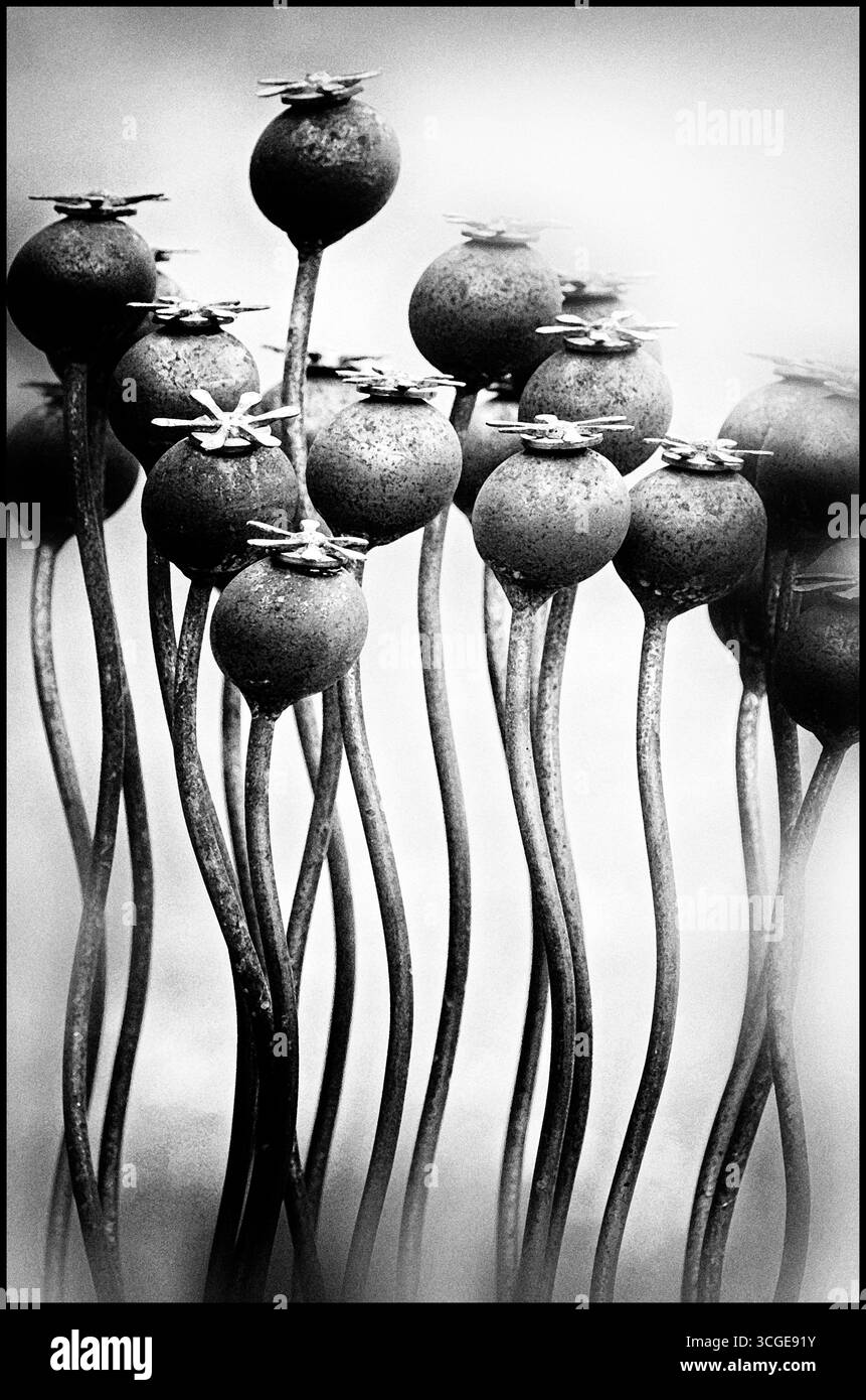 metal fabricated poppy seedheads Stock Photo - Alamy