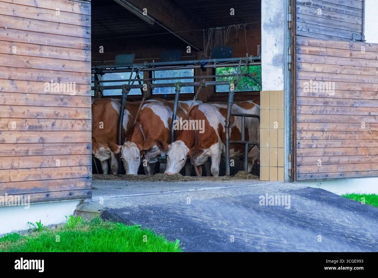Modern dairy farm interior hi-res stock photography and images - Alamy