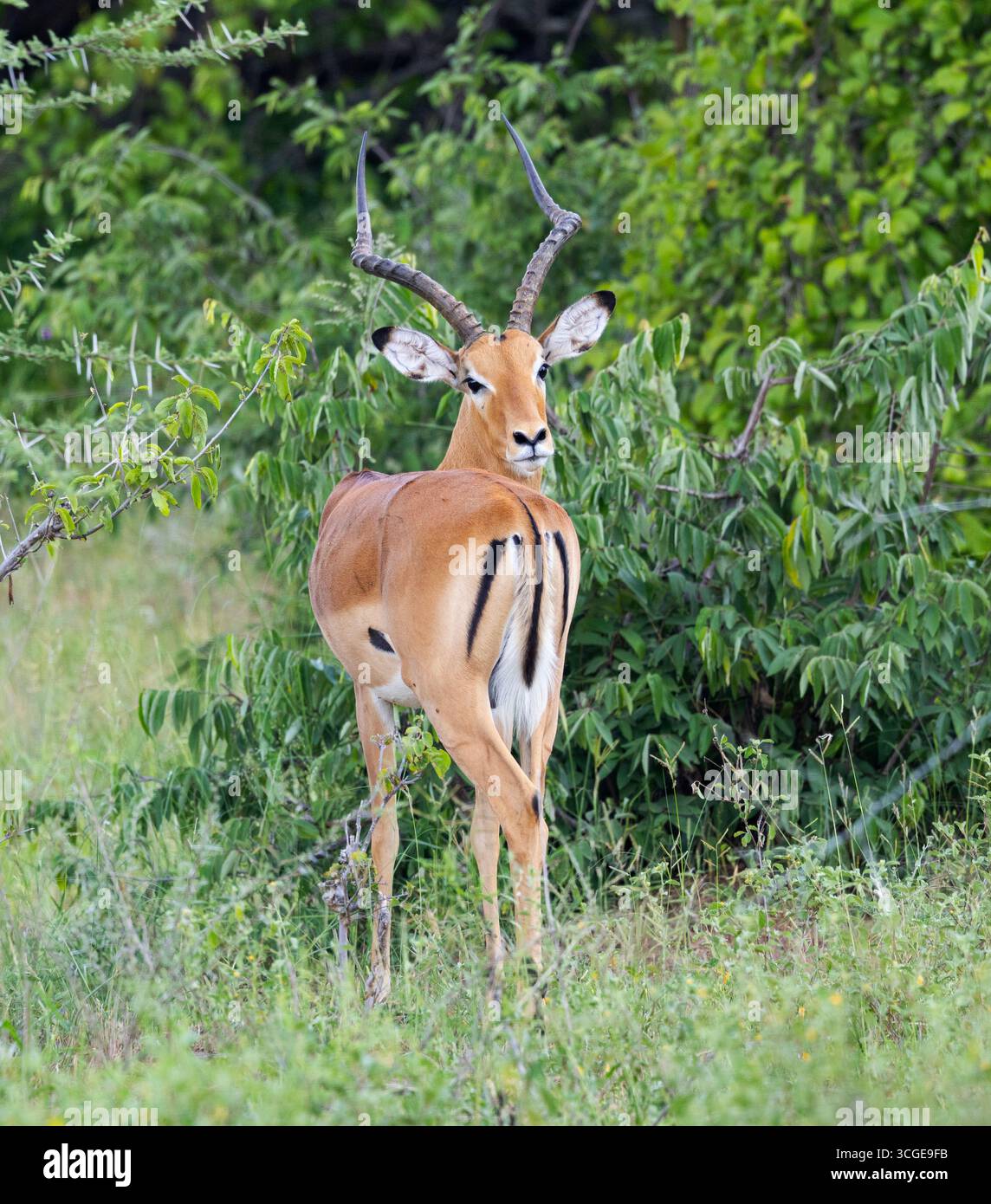 The distinctive rear markings of an adult Impala ram serve to act as a ...