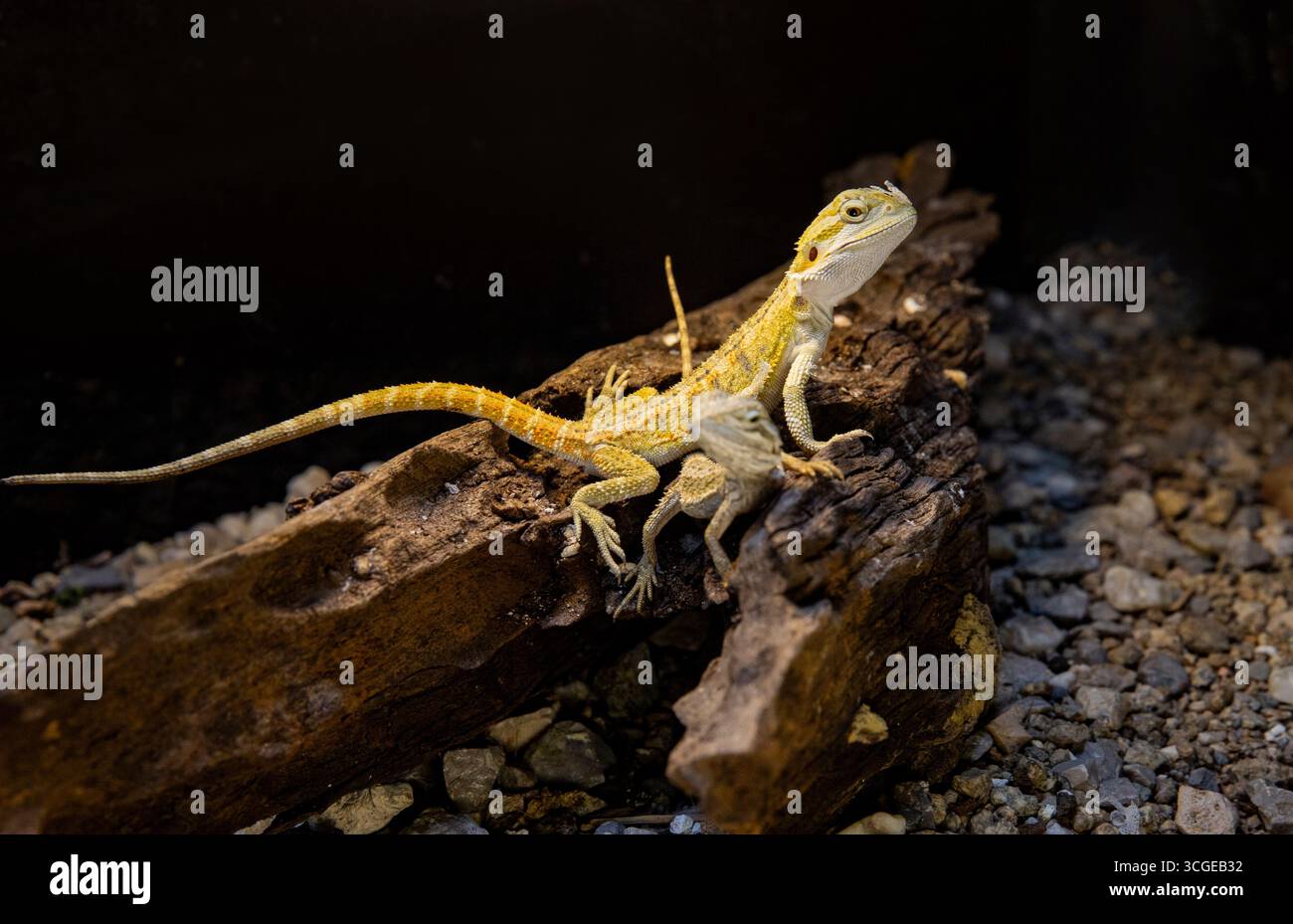 Bearded Dragon Reptiles Posing on Wooden Structure. Lizard type Stock ...