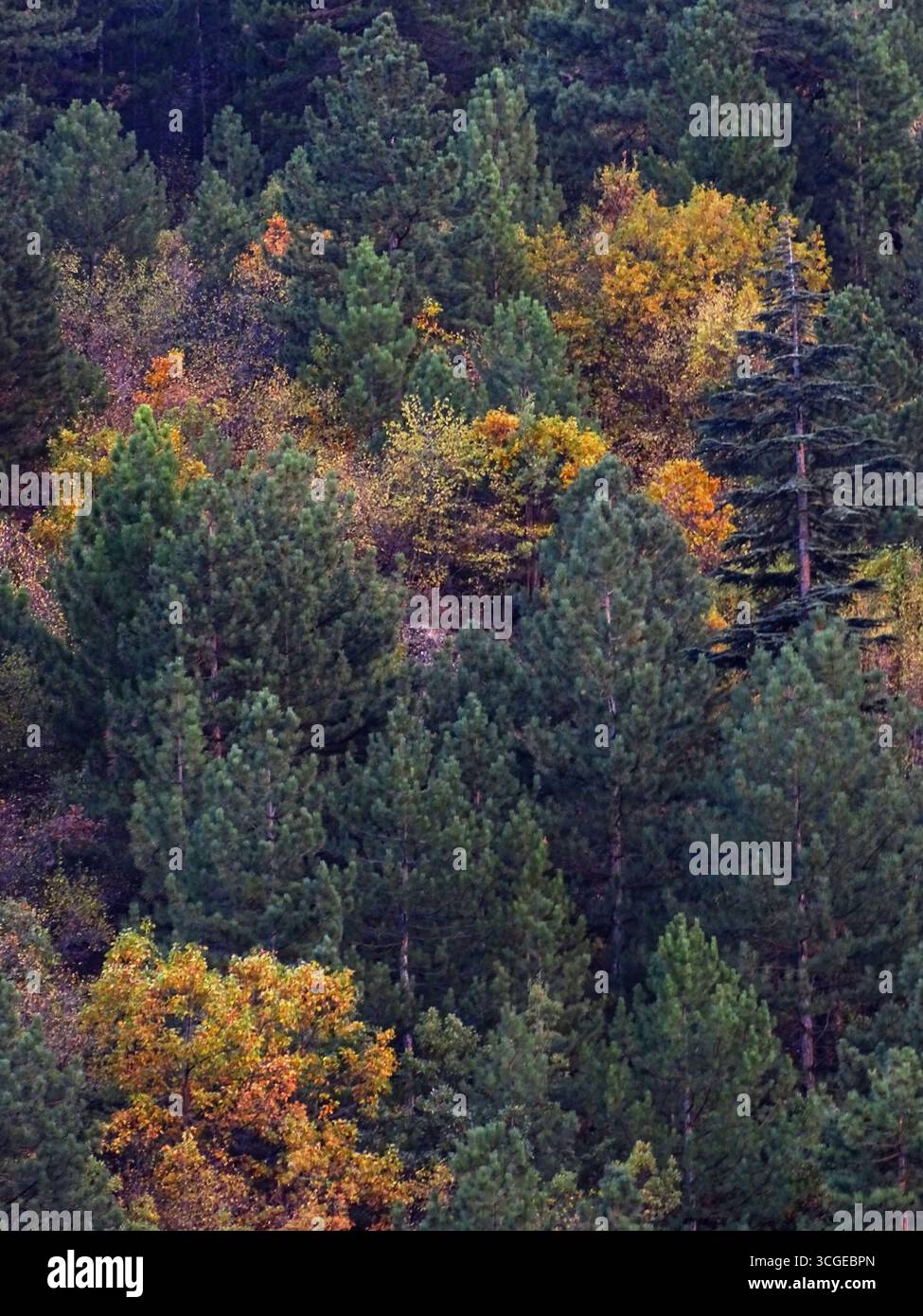 Forest colors in autumn Stock Photo - Alamy