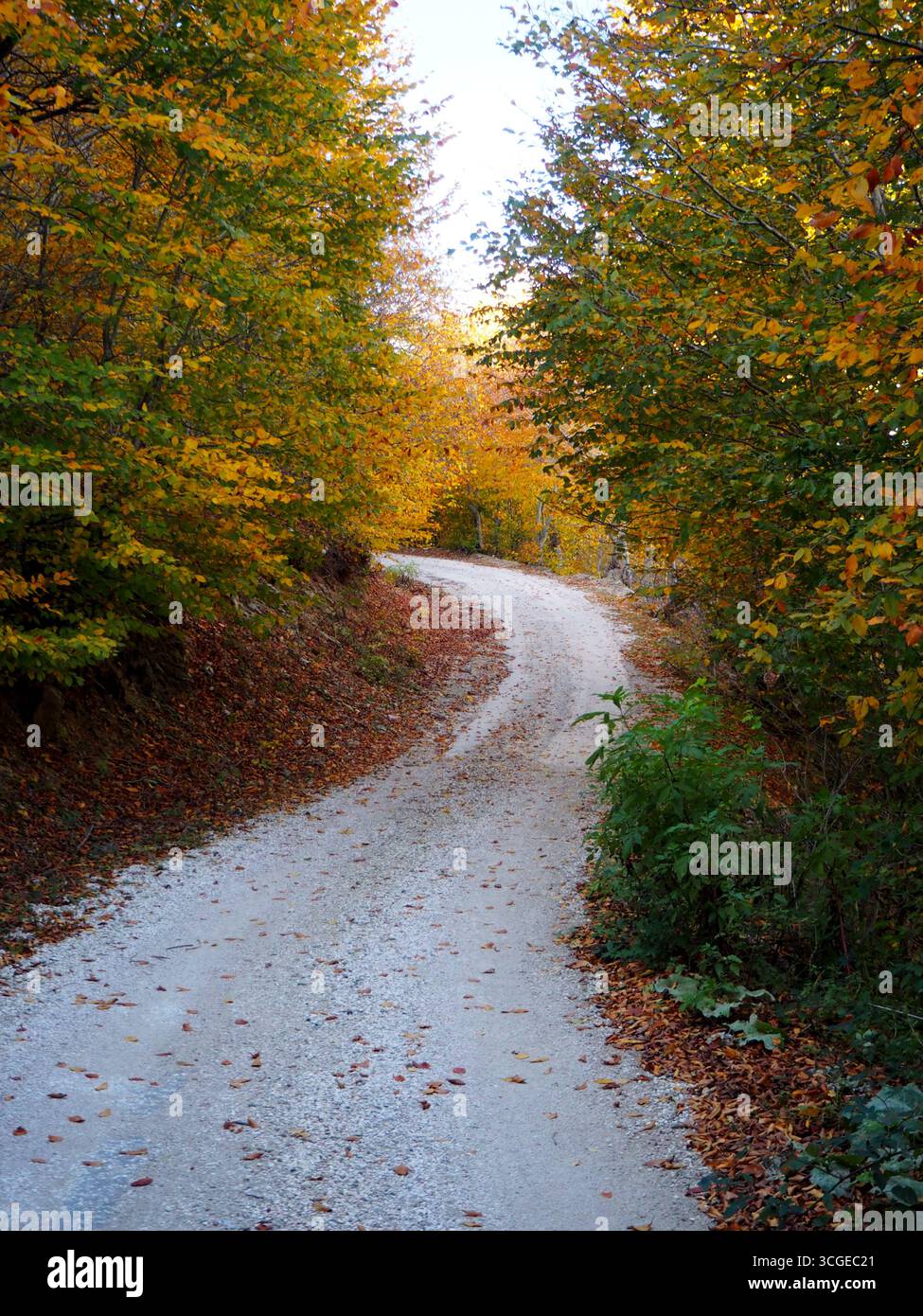 Forest colors in autumn Stock Photo - Alamy