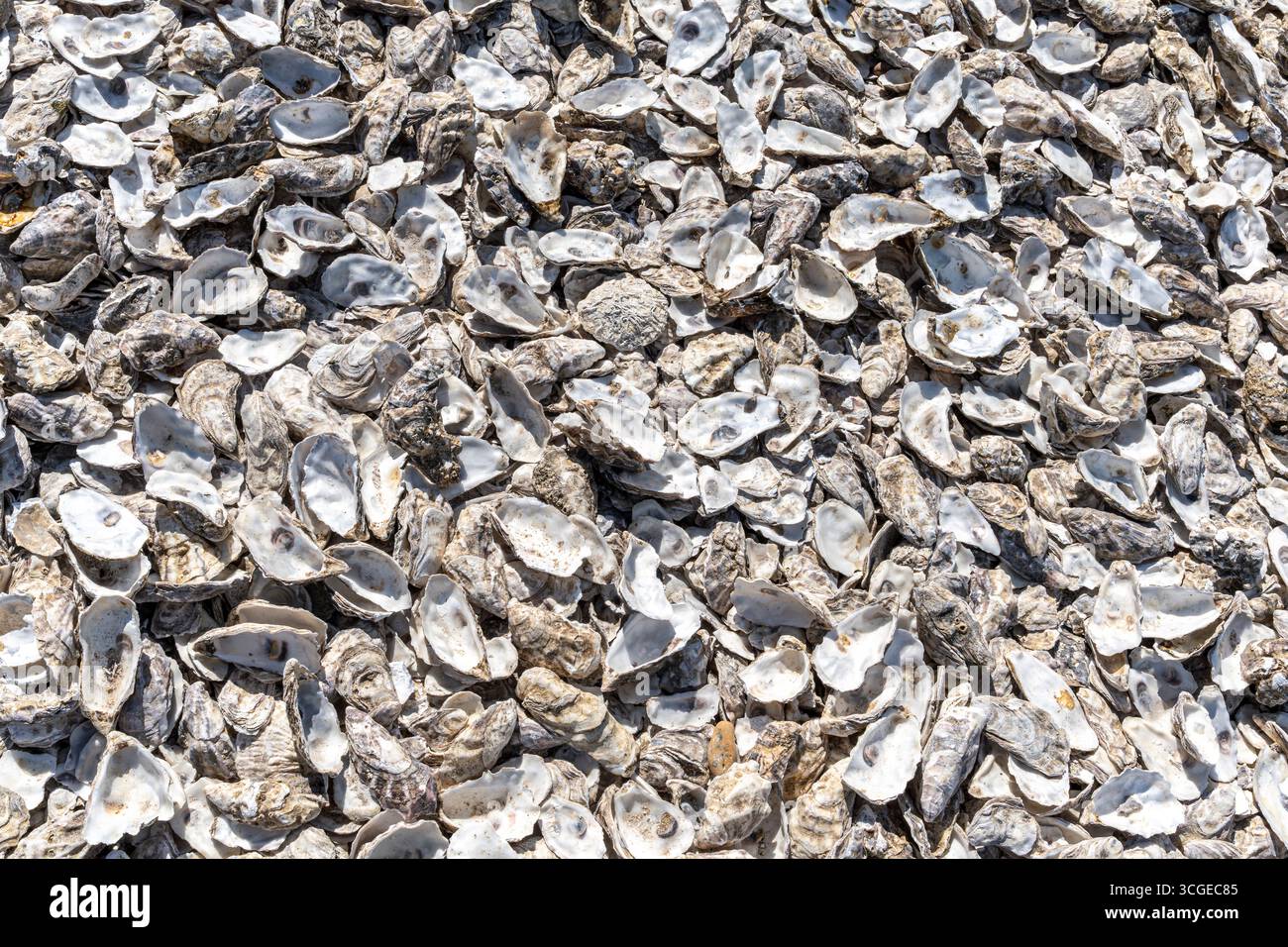 An enormous pile of empty oyster shells left to be recycled by using on ...