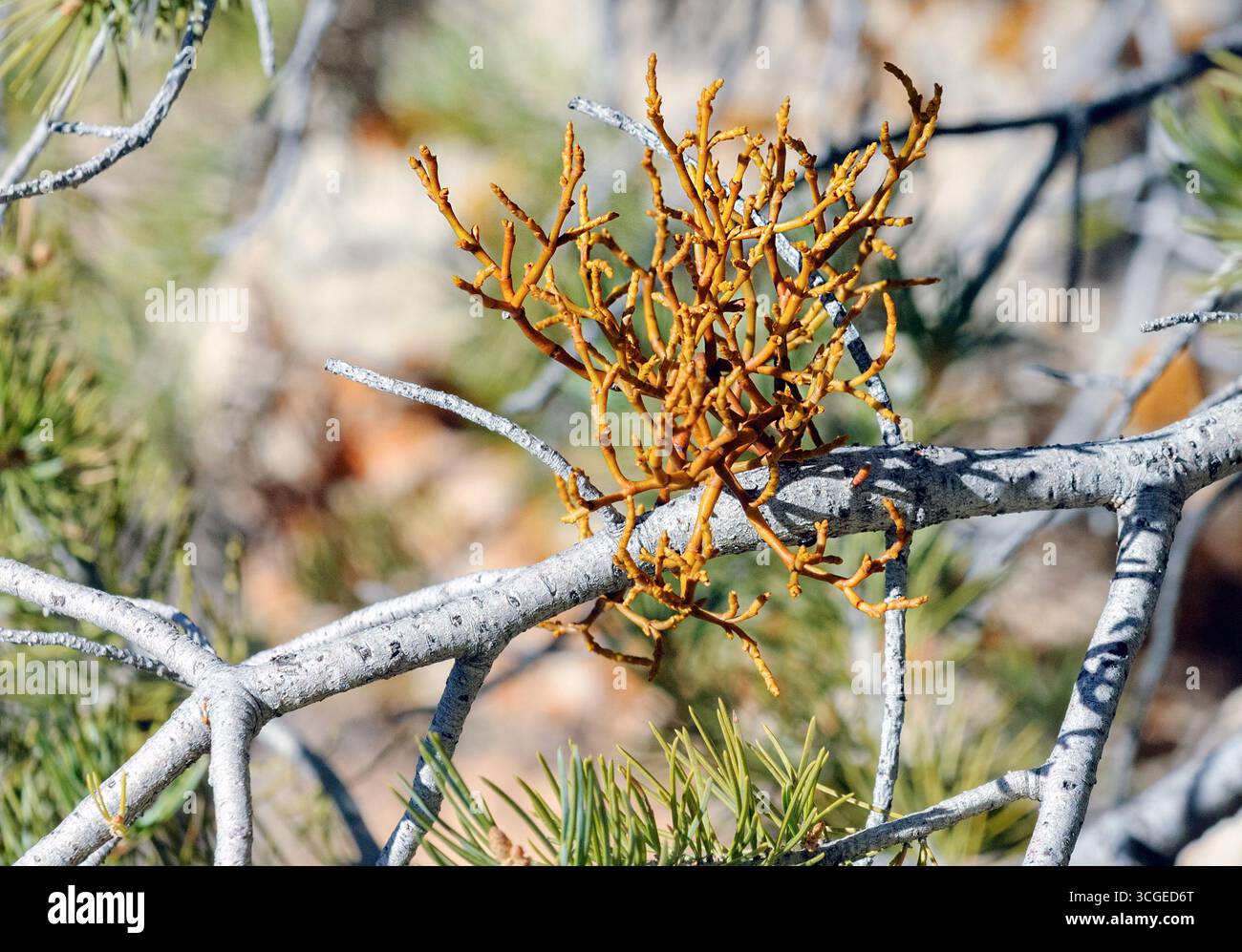Pinyon dwarf mistletoe (Arceuthobium divaricatum) from Grand Canyon ...
