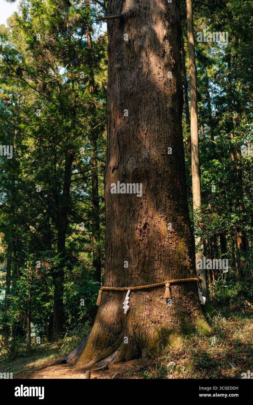 Sacred tree, wrapped with symbolic shimenawa rope. High quality photo ...