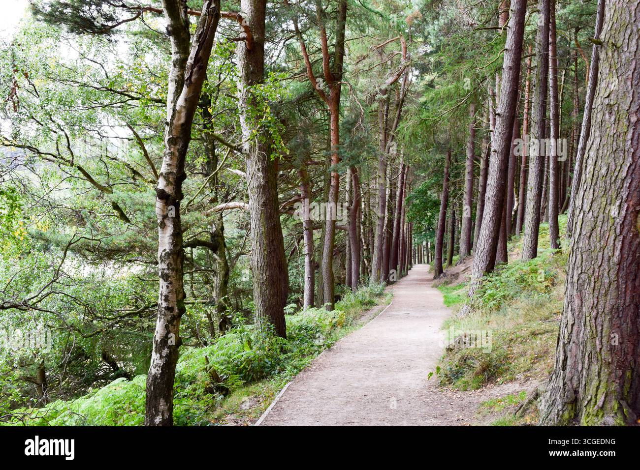 Avenue of trees at Langsett Reservoir Stock Photo - Alamy