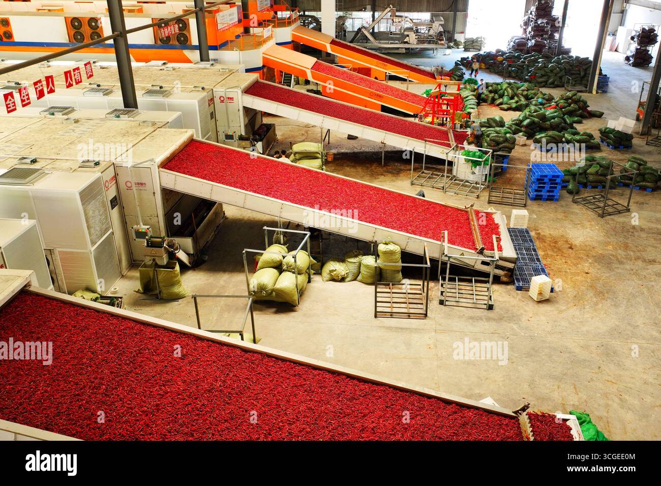 Workers process chili peppers in Youyang County, Chongqing, China, 25 ...