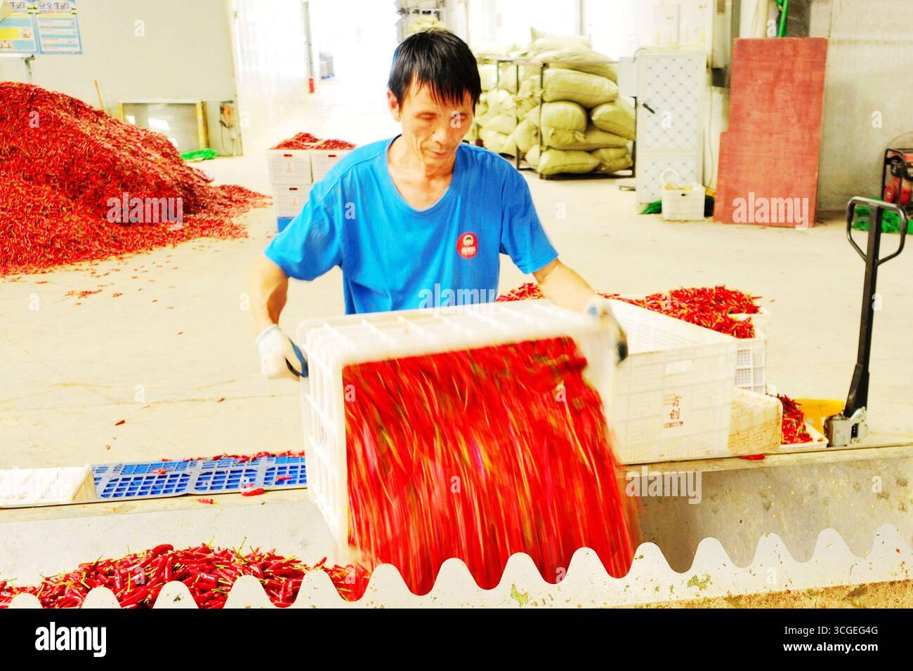 Workers process chili peppers in Youyang County, Chongqing, China, 25 ...