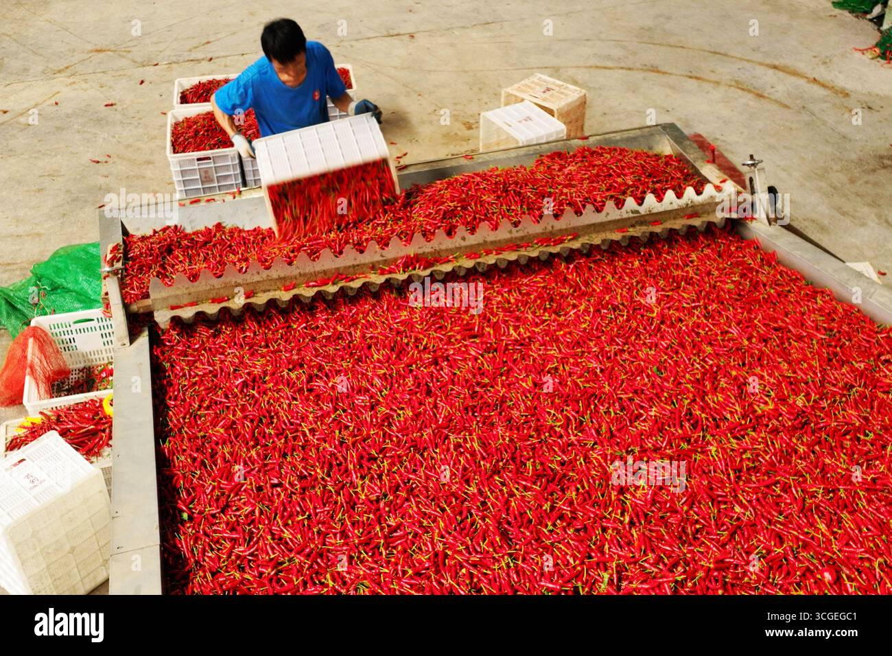 Workers process chili peppers in Youyang County, Chongqing, China, 25 ...