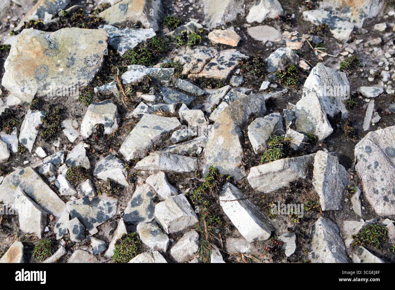 quartzite rock protruding from soil at the eastern end of tory island ...