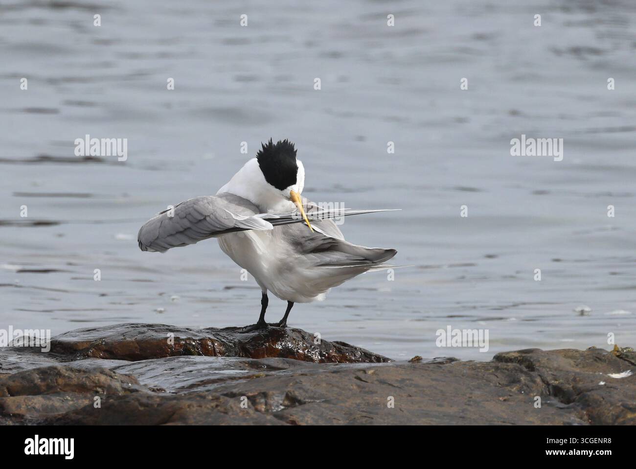 Feather care: the pretty swift tern (Thalasseus bergii ) elegantly ...