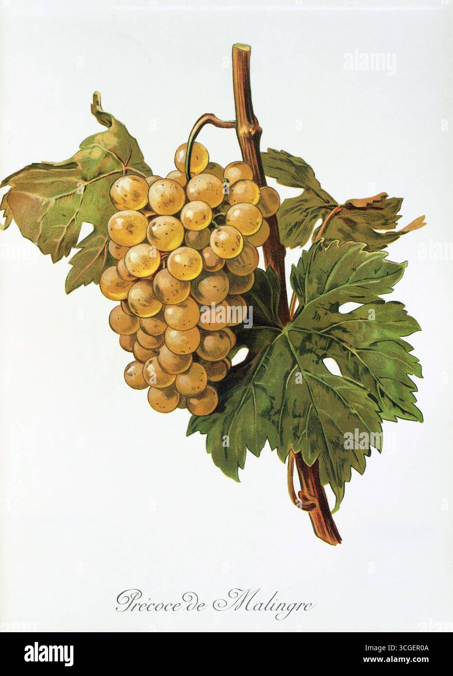Ampelograhie, grape variety science, oenology, viticulture, grape, vine ...